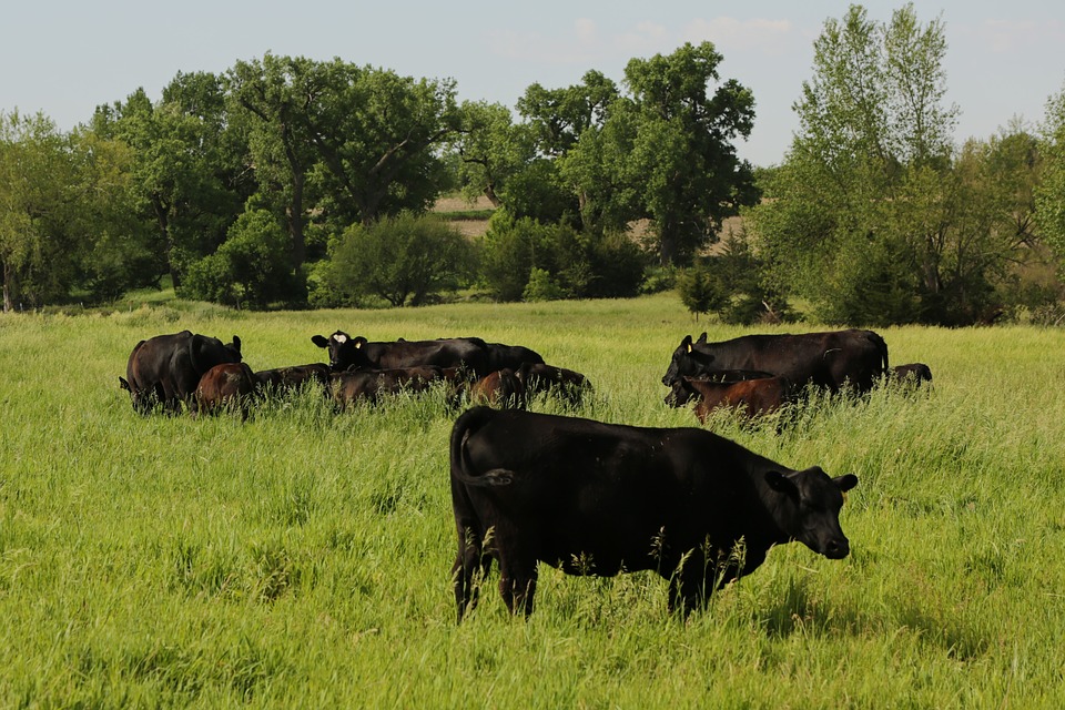 The Ethics of Eating Meat - Brandon LaGreca